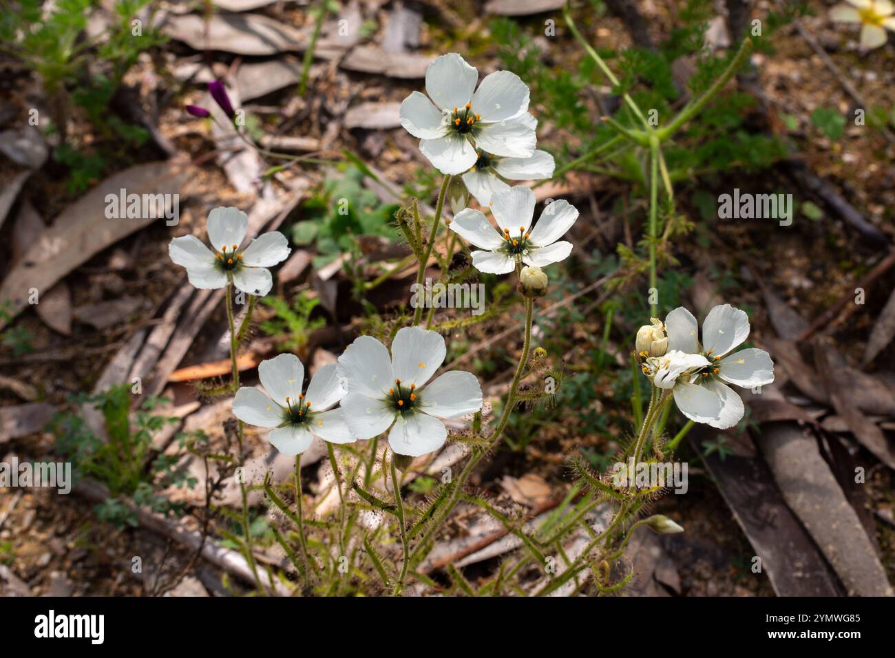 Carnivorous Plants: Group of white flowering D. cistiflora in natural ...