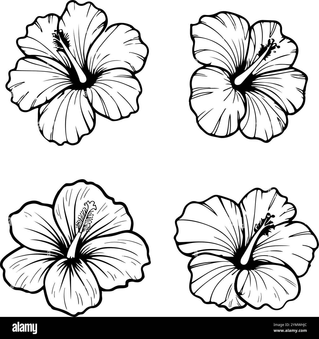 Illustration of hibiscus flower isolated on white background. Design ...