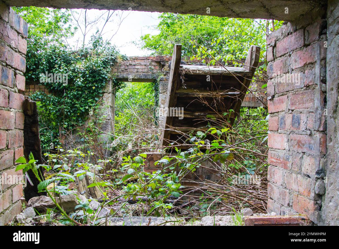 Old abandoned house overgrown plants hi-res stock photography and ...