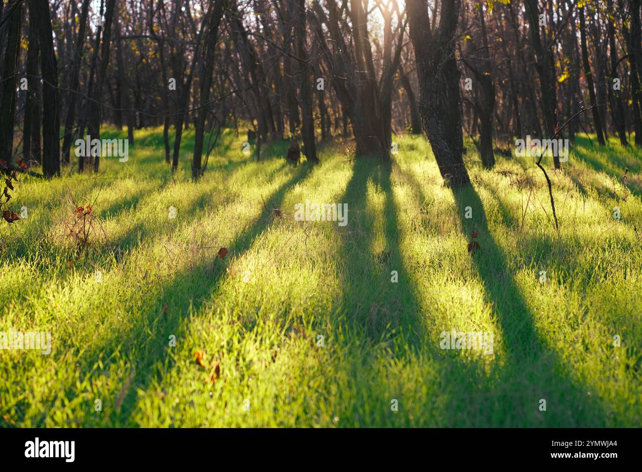 This enchanting forest scene captures sunlight filtering through tall ...