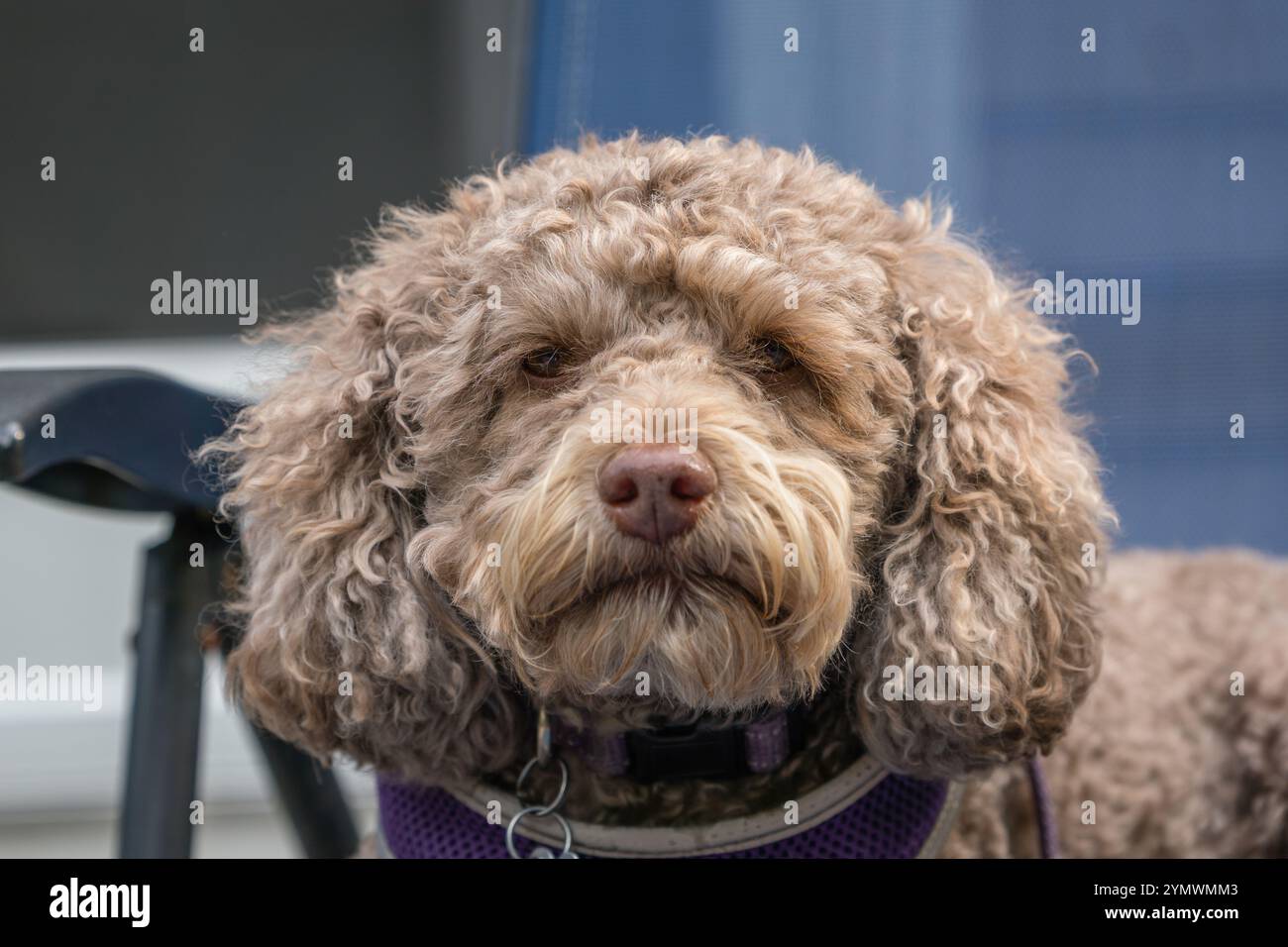 Labradoodle sleeping hi-res stock photography and images - Alamy