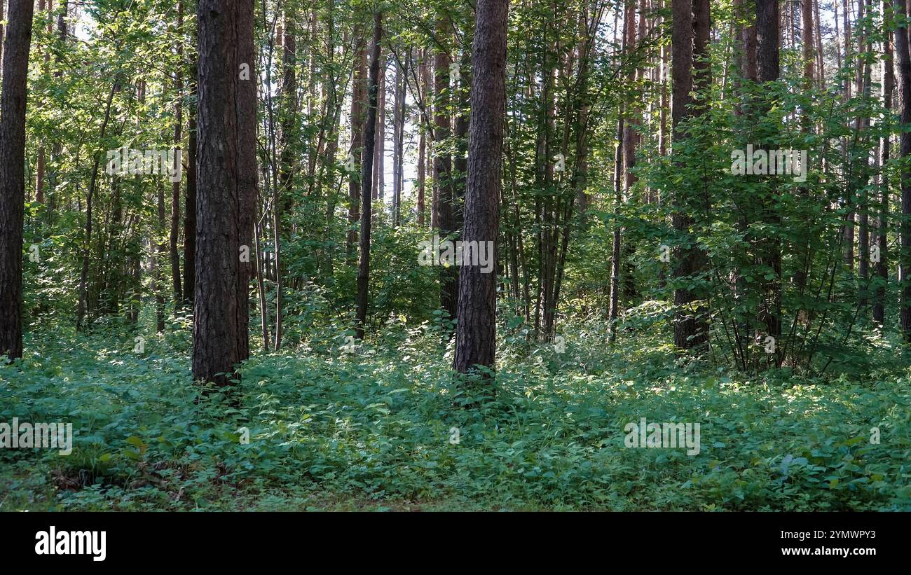 A dense forest with tall pine trees towering over the lush undergrowth, creating a sense of awe ...