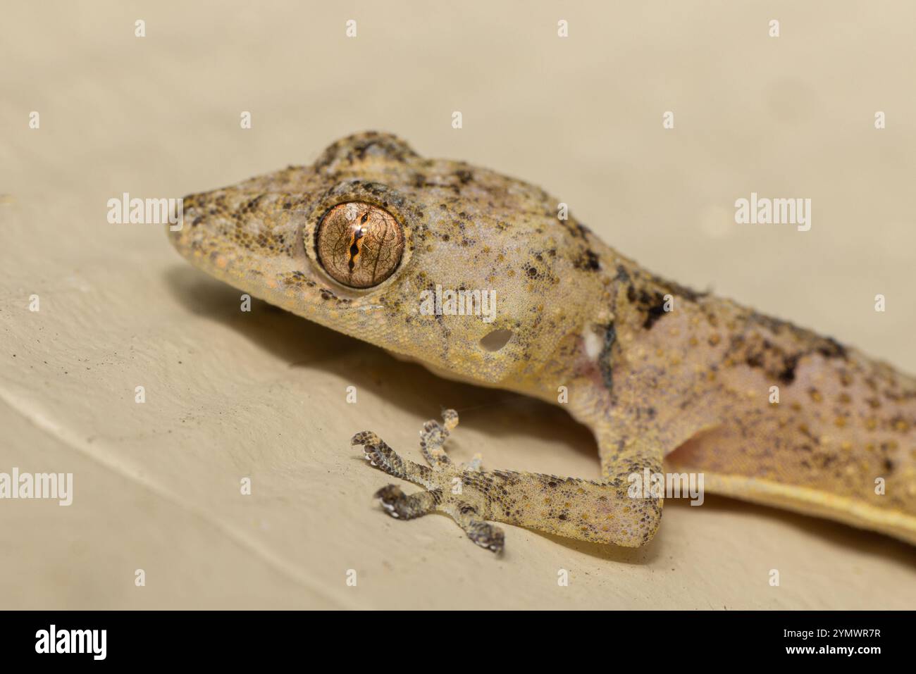House Gecko Up Close Eye and Head Stock Photo - Alamy