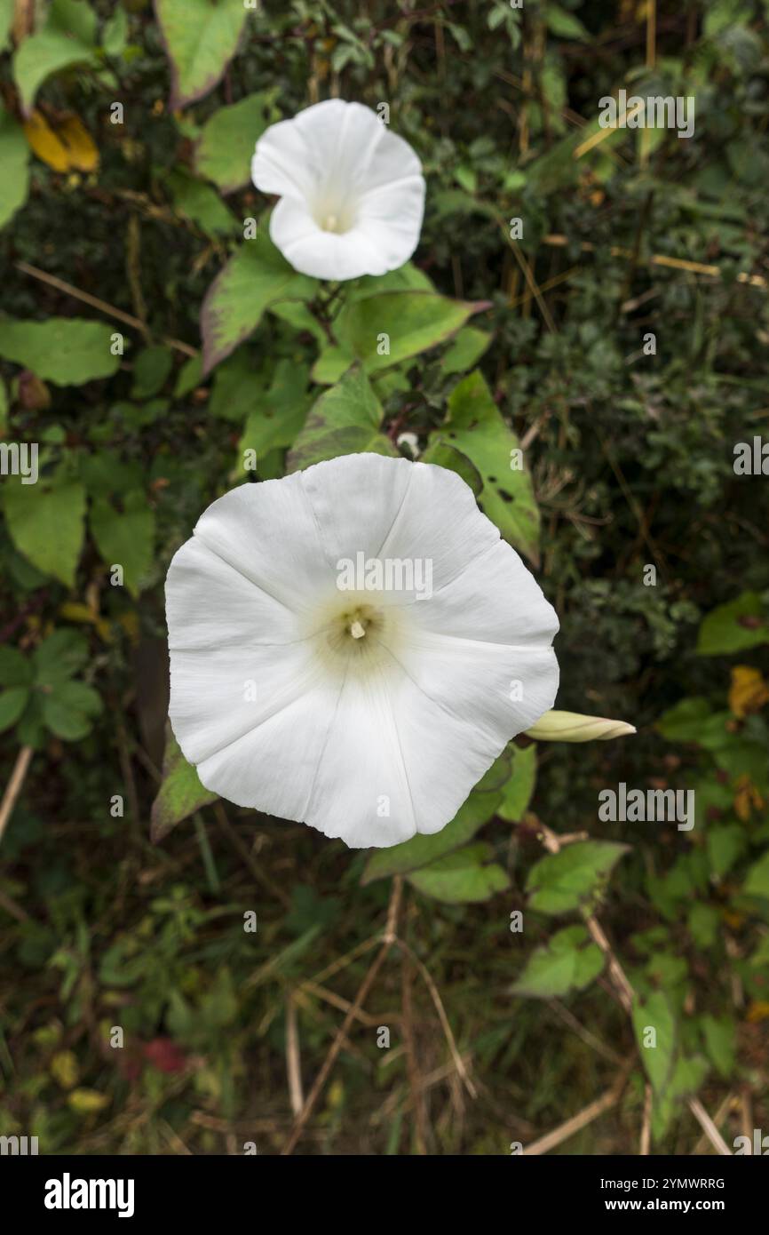 Flower of the hedge bindweed plant, Calystegia sepium or Convolvulus ...
