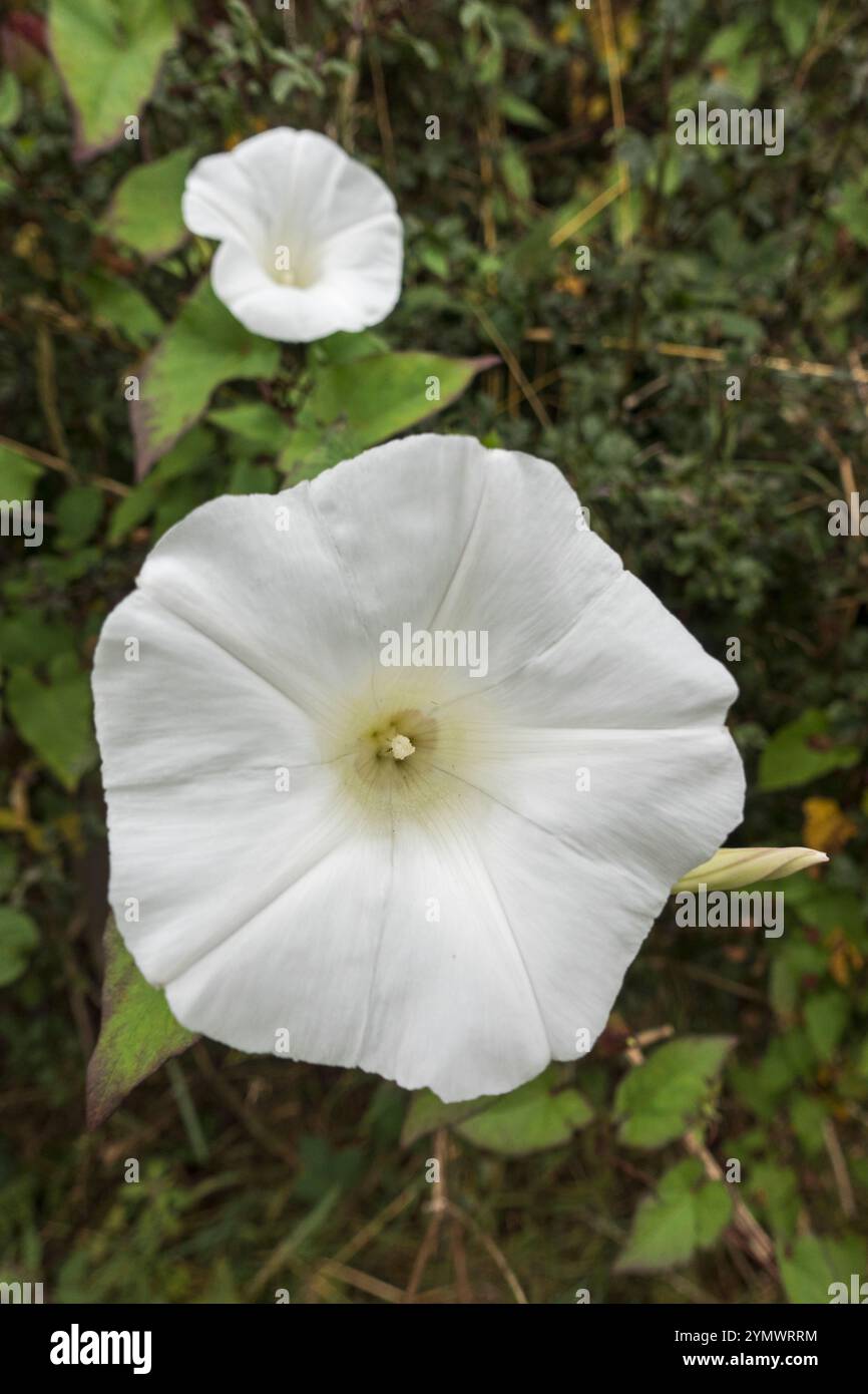 Flower of the hedge bindweed plant, Calystegia sepium or Convolvulus ...