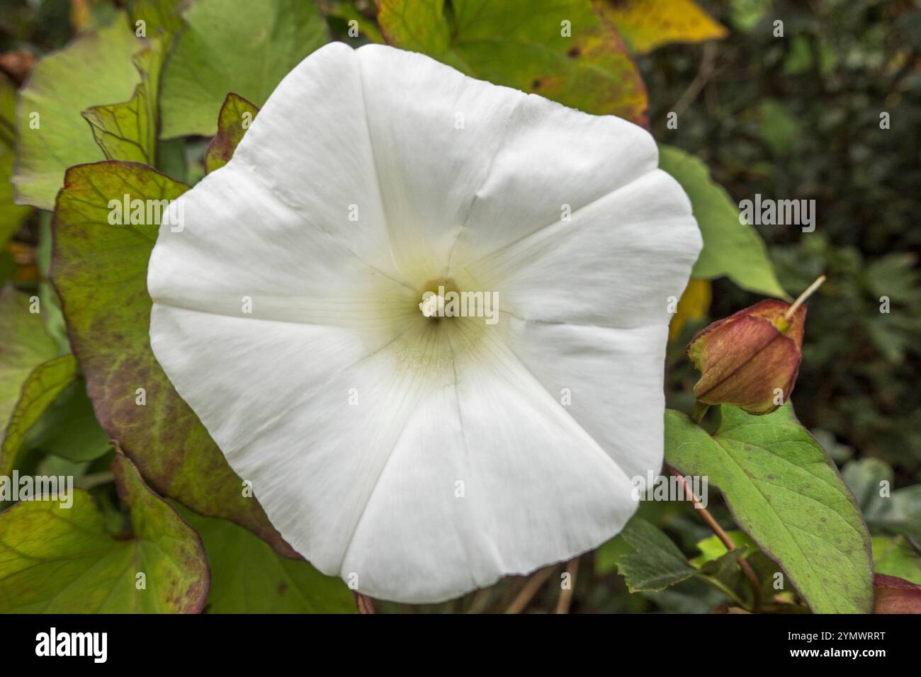 Flower of the hedge bindweed plant, Calystegia sepium or Convolvulus ...