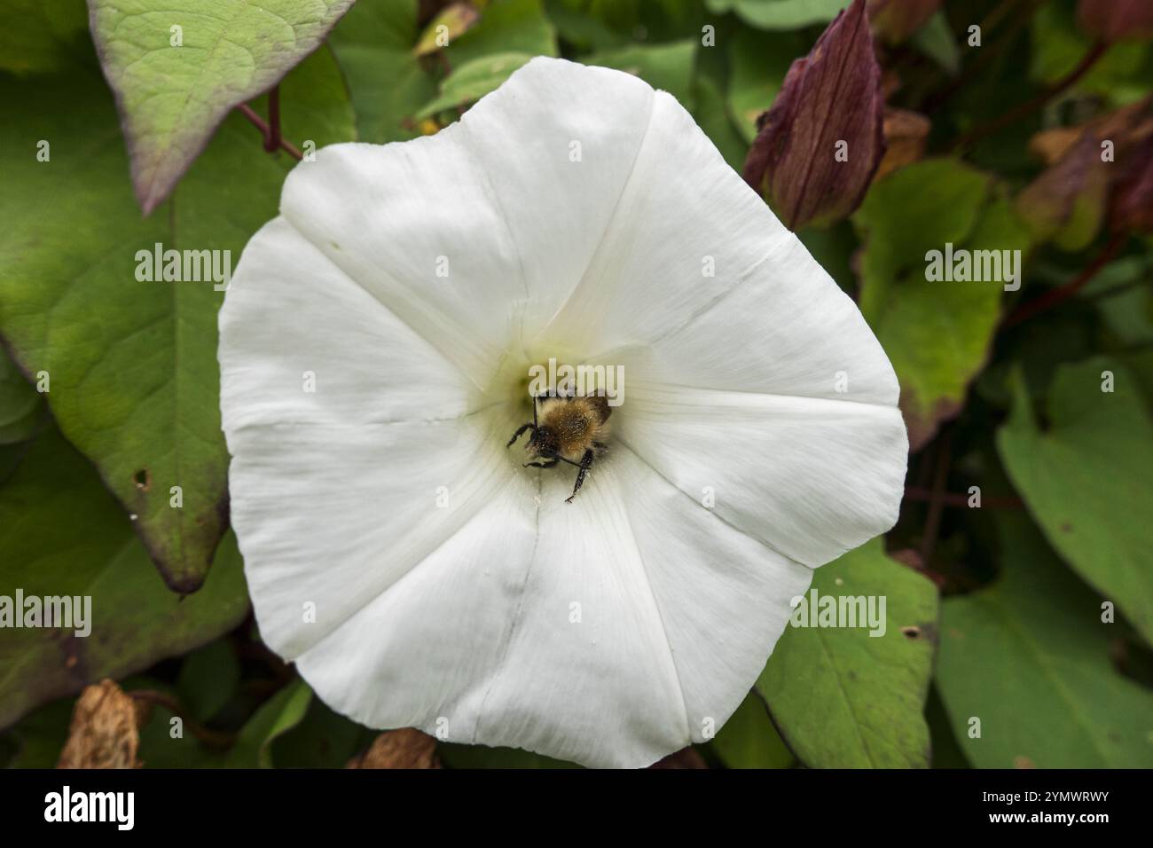 Flower of the hedge bindweed plant, Calystegia sepium or Convolvulus ...