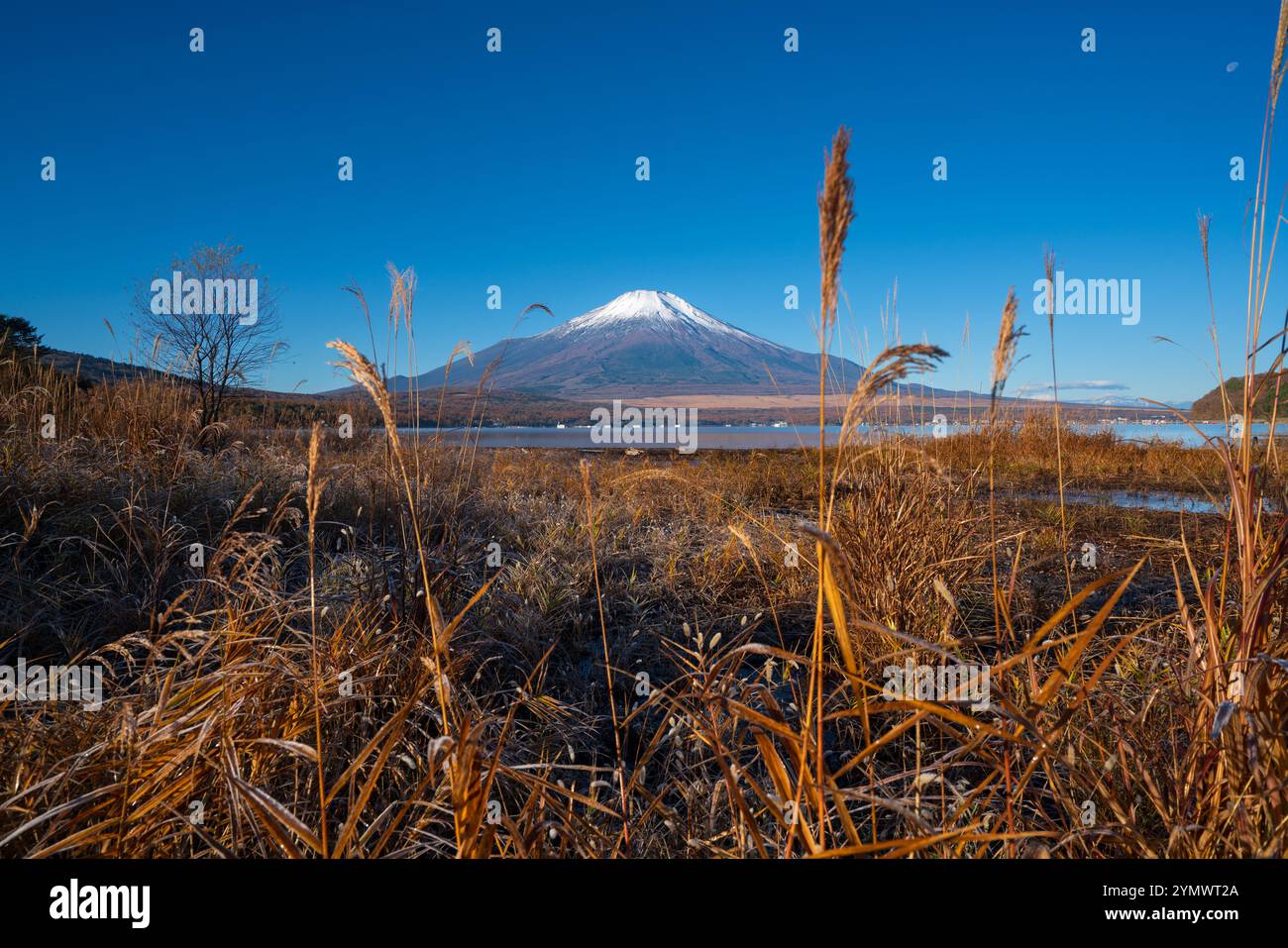 Mount Fuji is Japan’s iconic snow-capped volcano, standing majestically ...