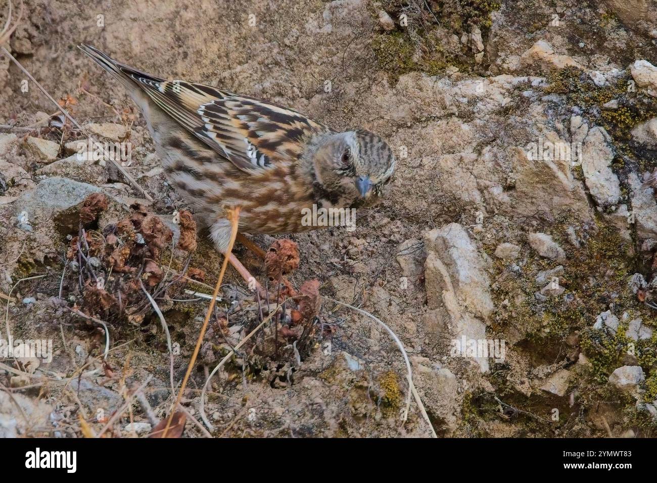 Altai Accentor (Prunella himalayana) on a cliff face, Himalayan ...