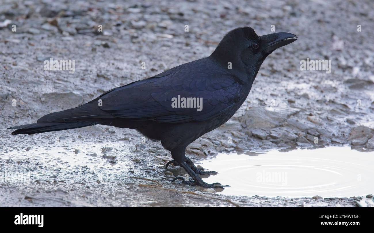 Large-billed Crow (Corvus macrorhynchos) drinking from a puddle, very ...