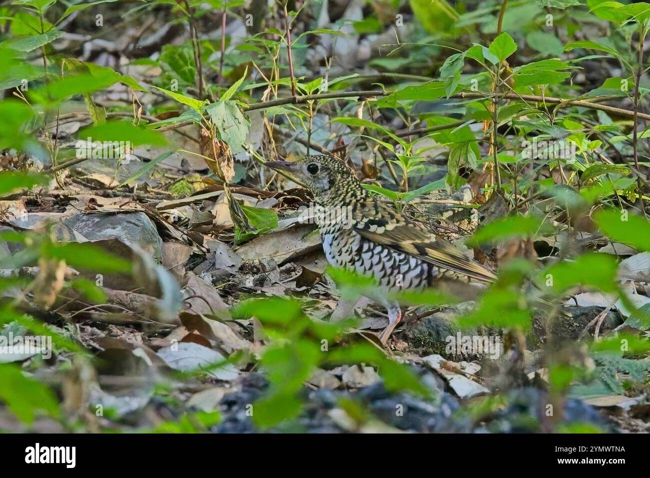 Scaly Thrush (Zoothera dauma) camouflaged amongst the leaf litter ...