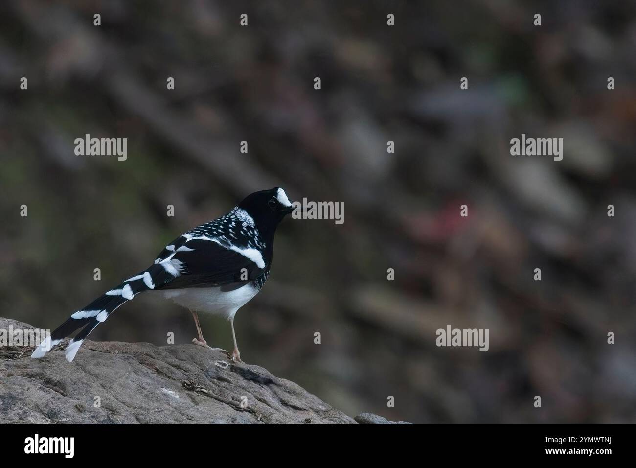 Spotted Forktail, (Enicurus maculatus), standing on a rock, Nainital ...