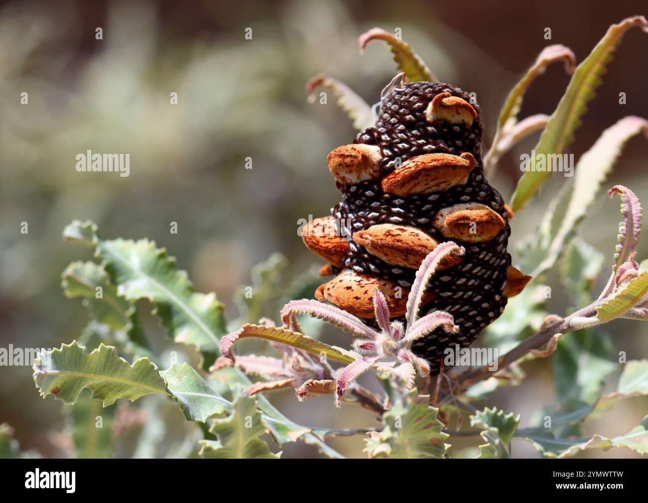 Hardy, drought tolerant Western Australian native Firewood Banksia cone ...