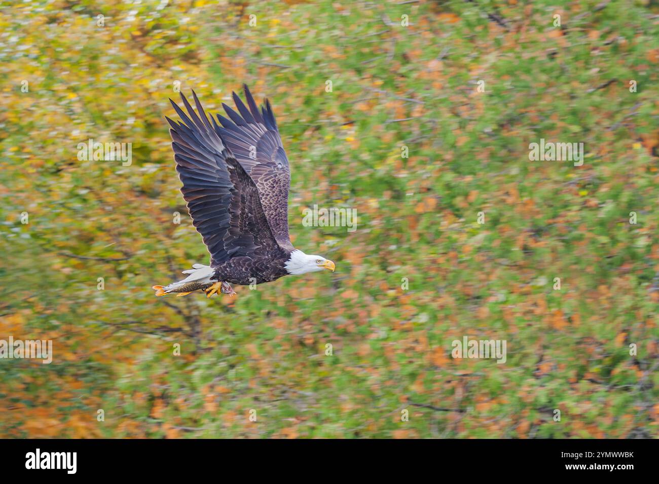 Bald eagle flying through trees hi-res stock photography and images - Alamy