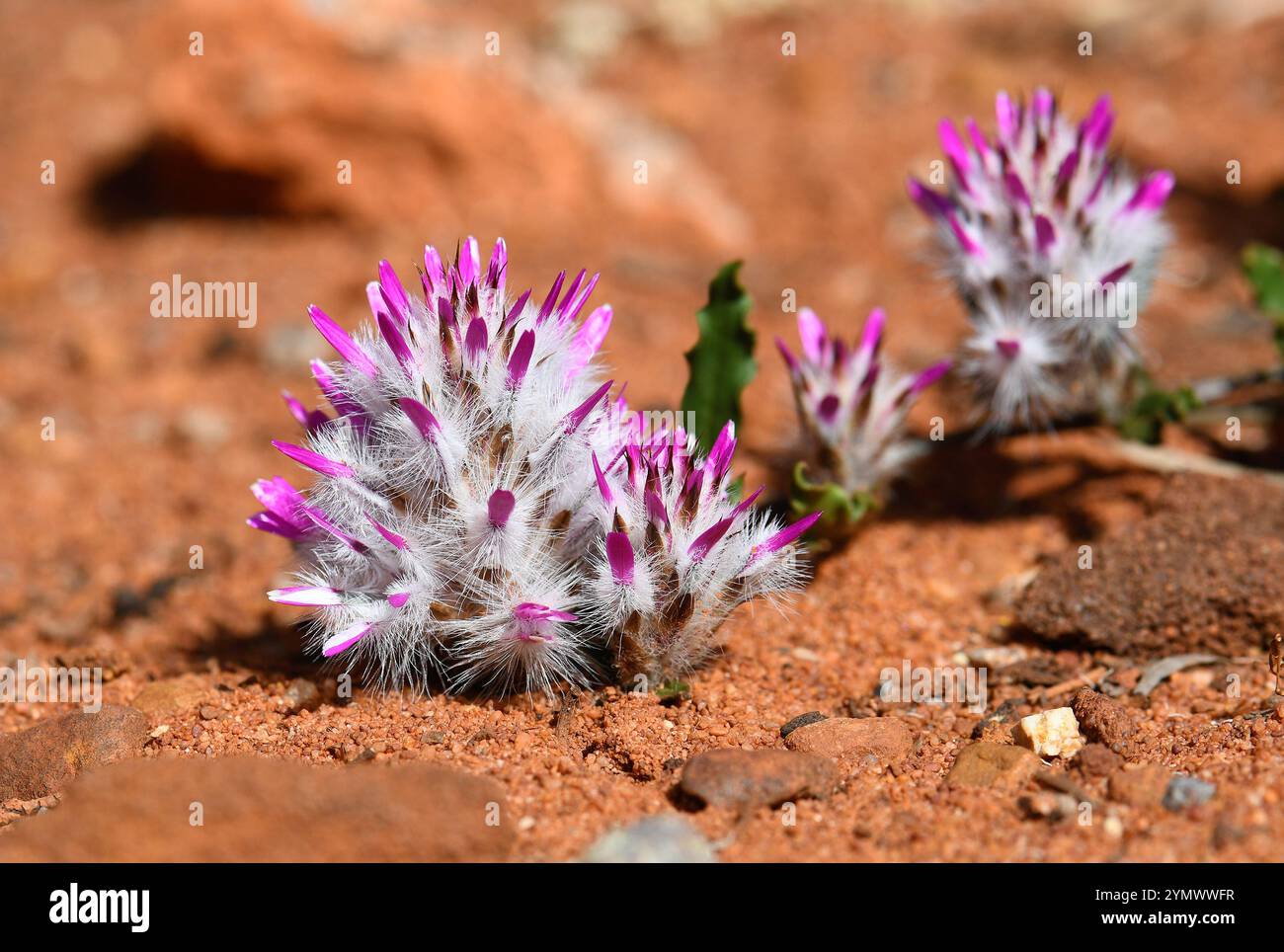 Purple flowers of Australian native Rose tip Mulla Mulla, Ptilotus ...