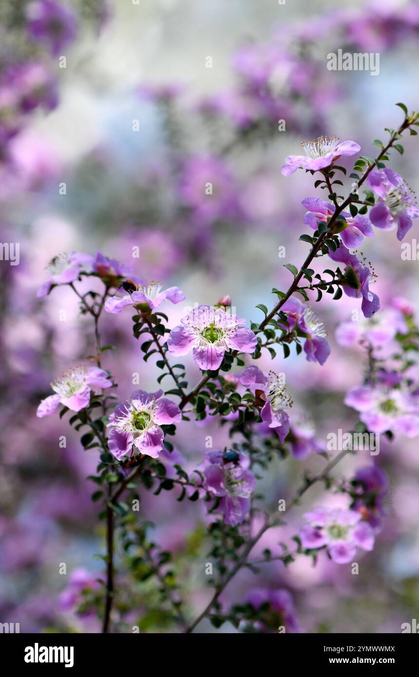 Pink blossoms of the Australian native Round Leaf Tea Tree Leptospermum ...