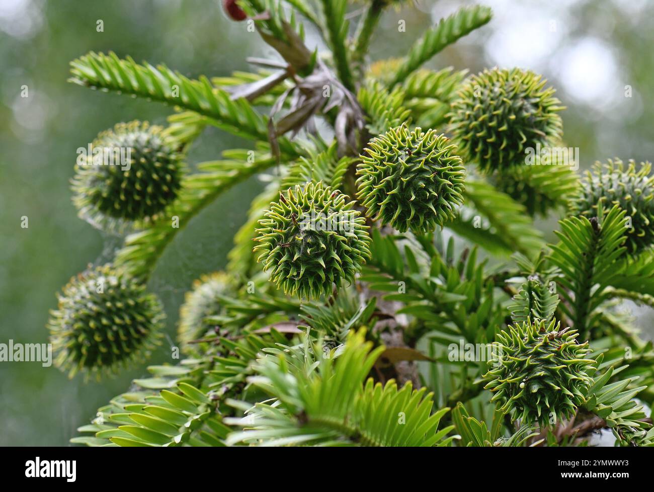 Female cones of Australian native Wollemi Pine, family Araucariaceae ...