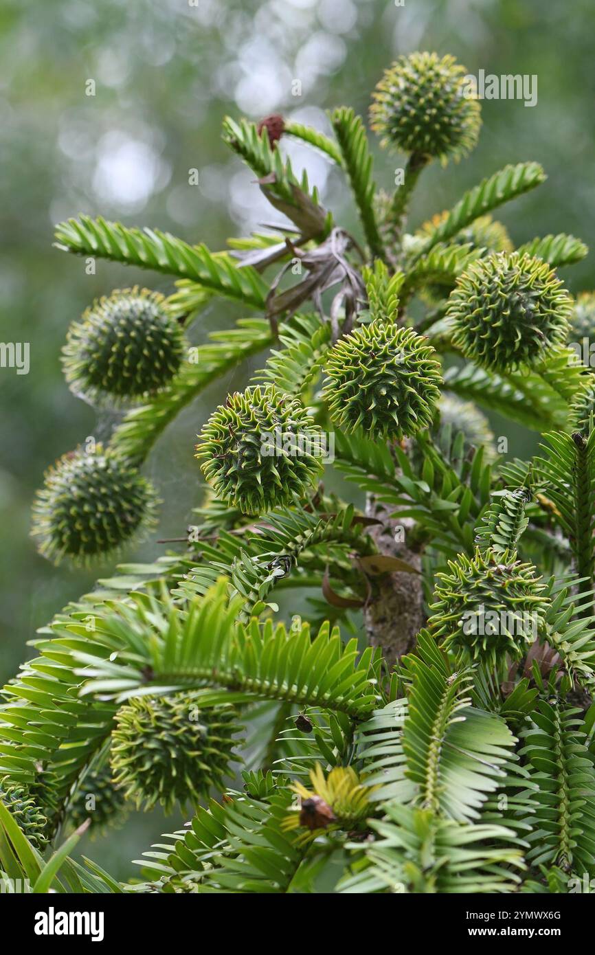 Female cones of Australian native Wollemi Pine, family Araucariaceae. Wollemia nobilis is an ...