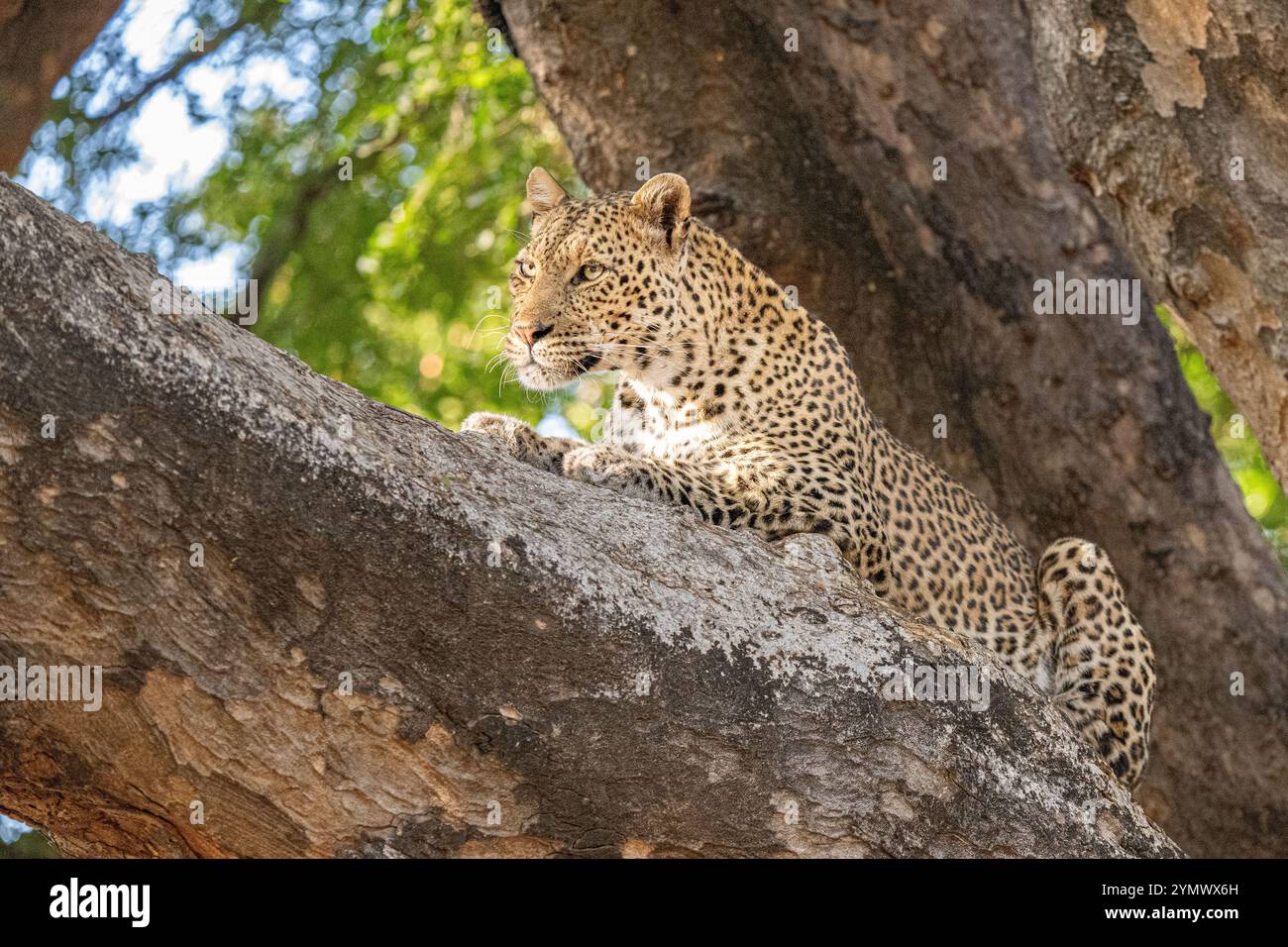 Leopard sitting in tree hi-res stock photography and images - Alamy