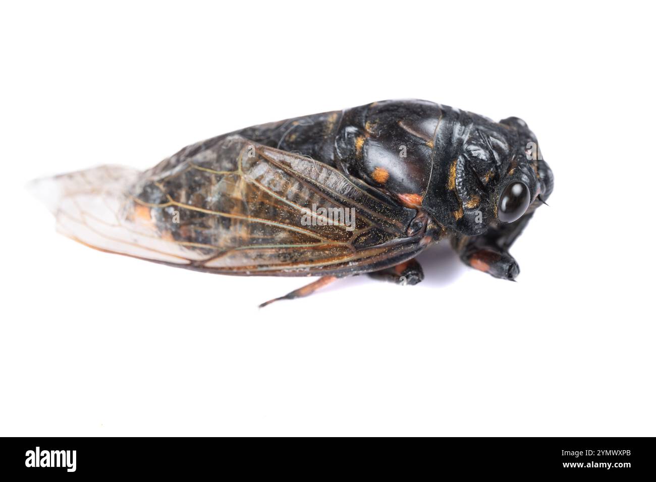 a cicadas on a white background Stock Photo - Alamy