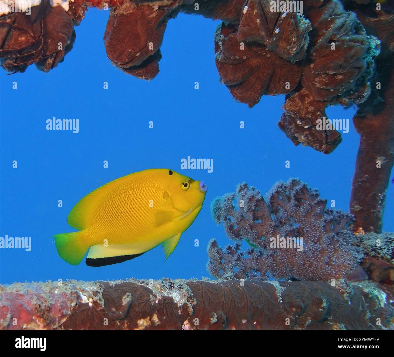 Angelfish, Deep Sea Exploration 2025. Pterophyllum is a small genus of ...