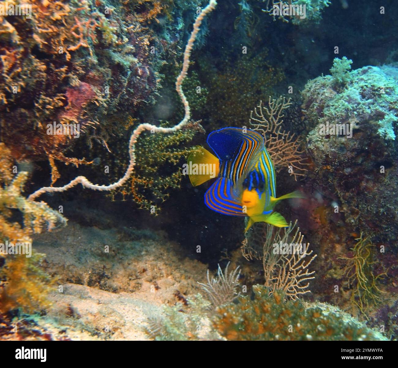 Angelfish, Deep Sea Exploration 2025. Pterophyllum is a small genus of ...