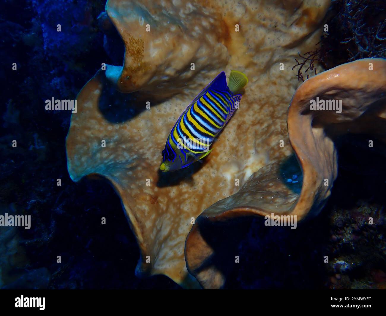 Angelfish, Deep Sea Exploration 2025. Pterophyllum is a small genus of ...