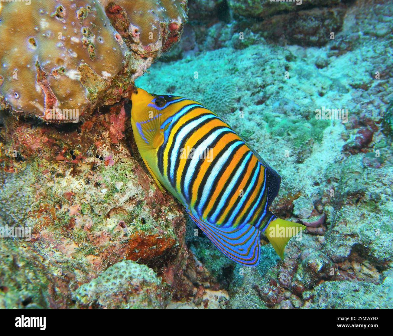 Angelfish, Deep Sea Exploration 2025. Pterophyllum is a small genus of ...