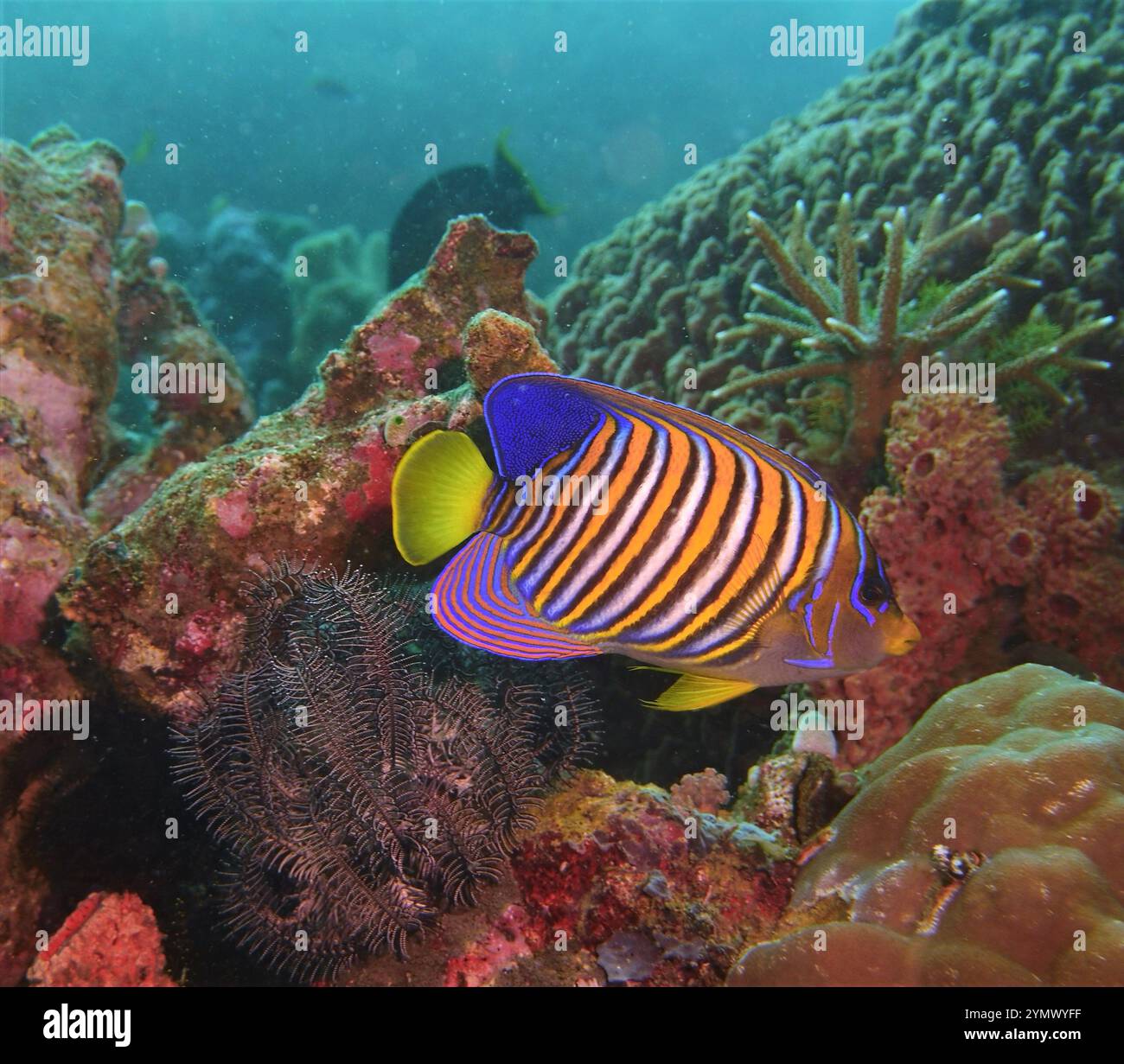 Angelfish, Deep Sea Exploration 2025. Pterophyllum is a small genus of ...