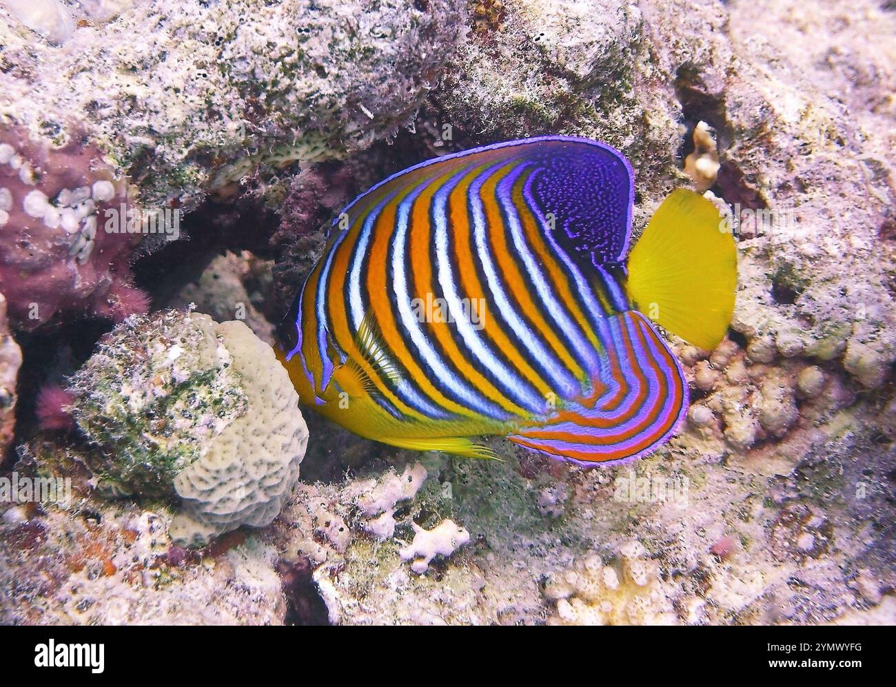 Angelfish, Deep Sea Exploration 2025. Pterophyllum is a small genus of ...