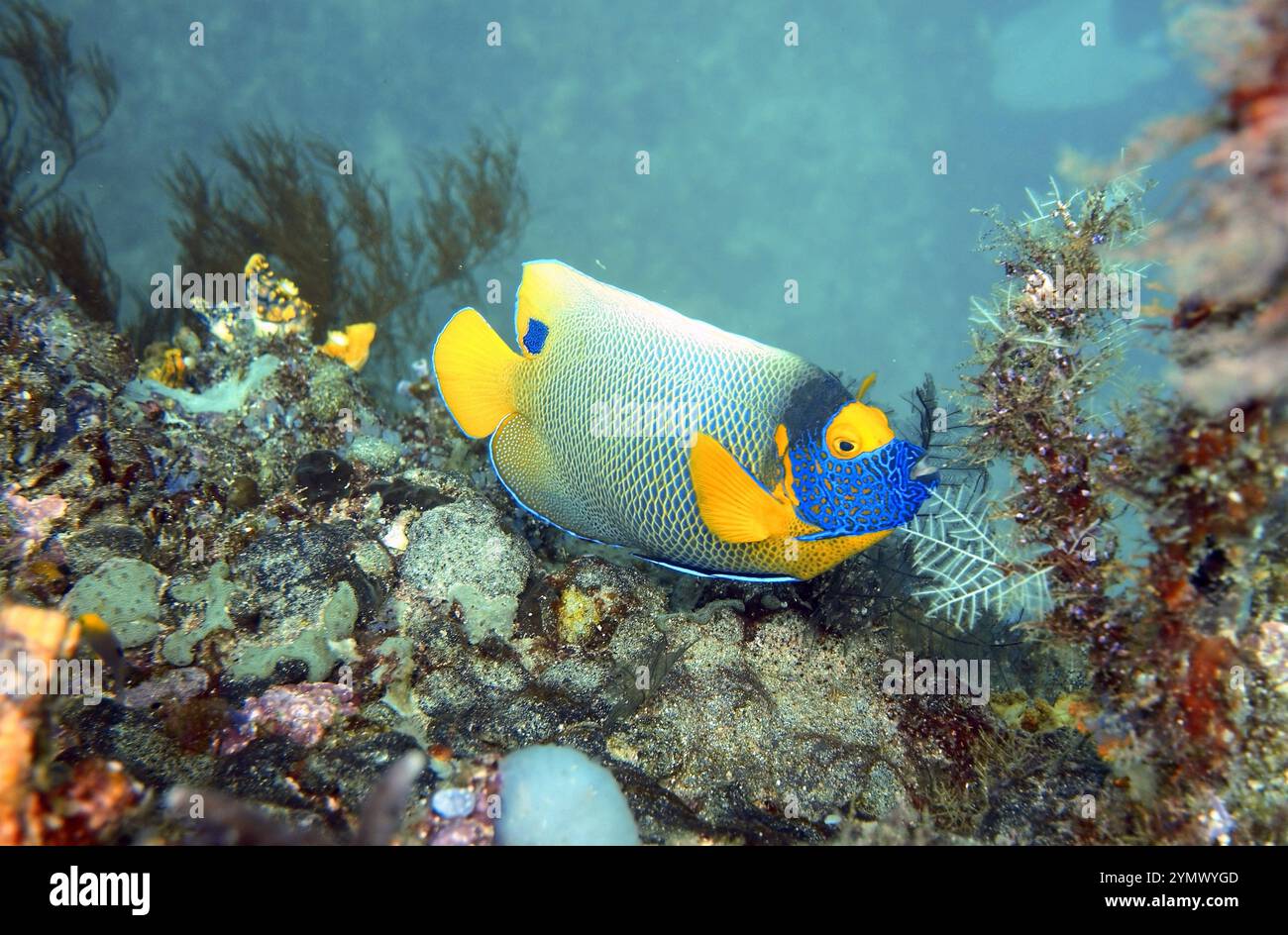 Angelfish, Deep Sea Exploration 2025. Pterophyllum is a small genus of ...