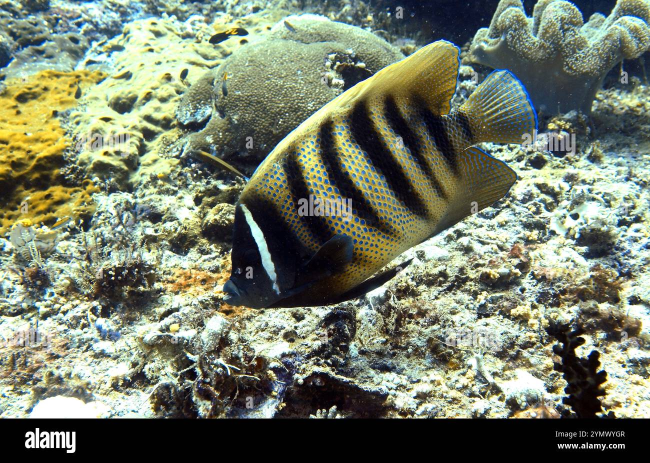 Angelfish, Deep Sea Exploration 2025. Pterophyllum is a small genus of ...