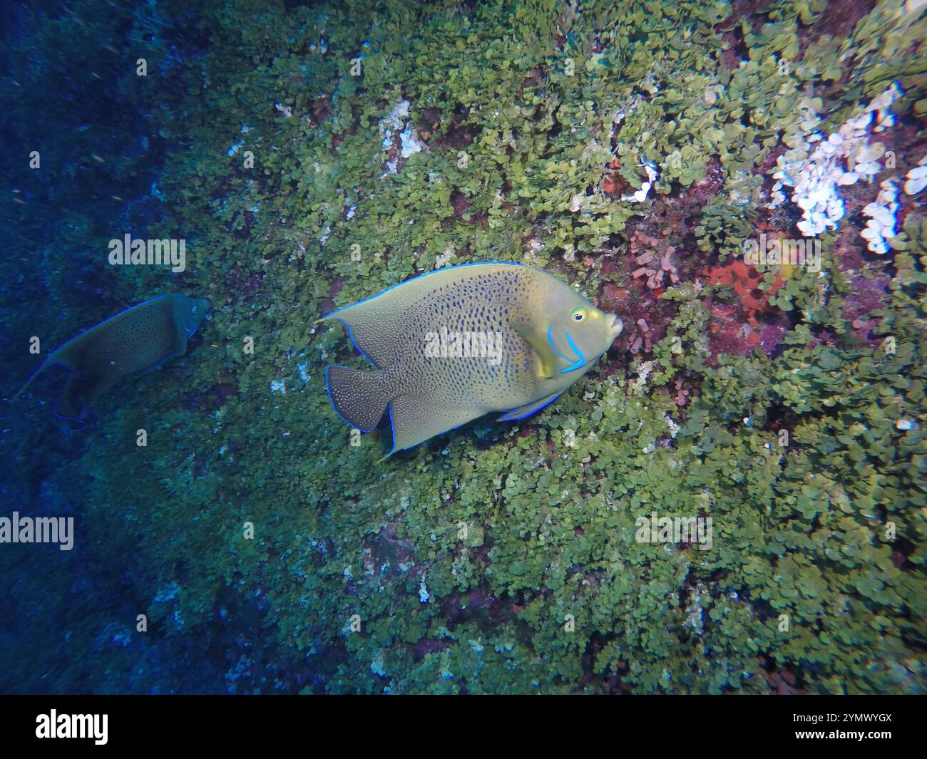 Angelfish, Deep Sea Exploration 2025. Pterophyllum is a small genus of ...