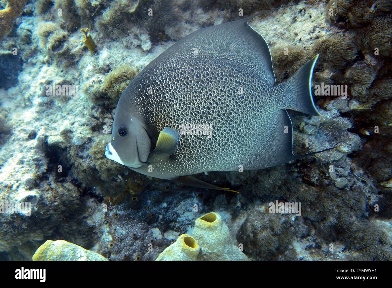 Angelfish, Deep Sea Exploration 2025. Pterophyllum is a small genus of ...