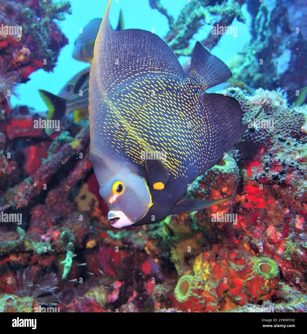 Angelfish, Deep Sea Exploration 2025. Pterophyllum is a small genus of ...