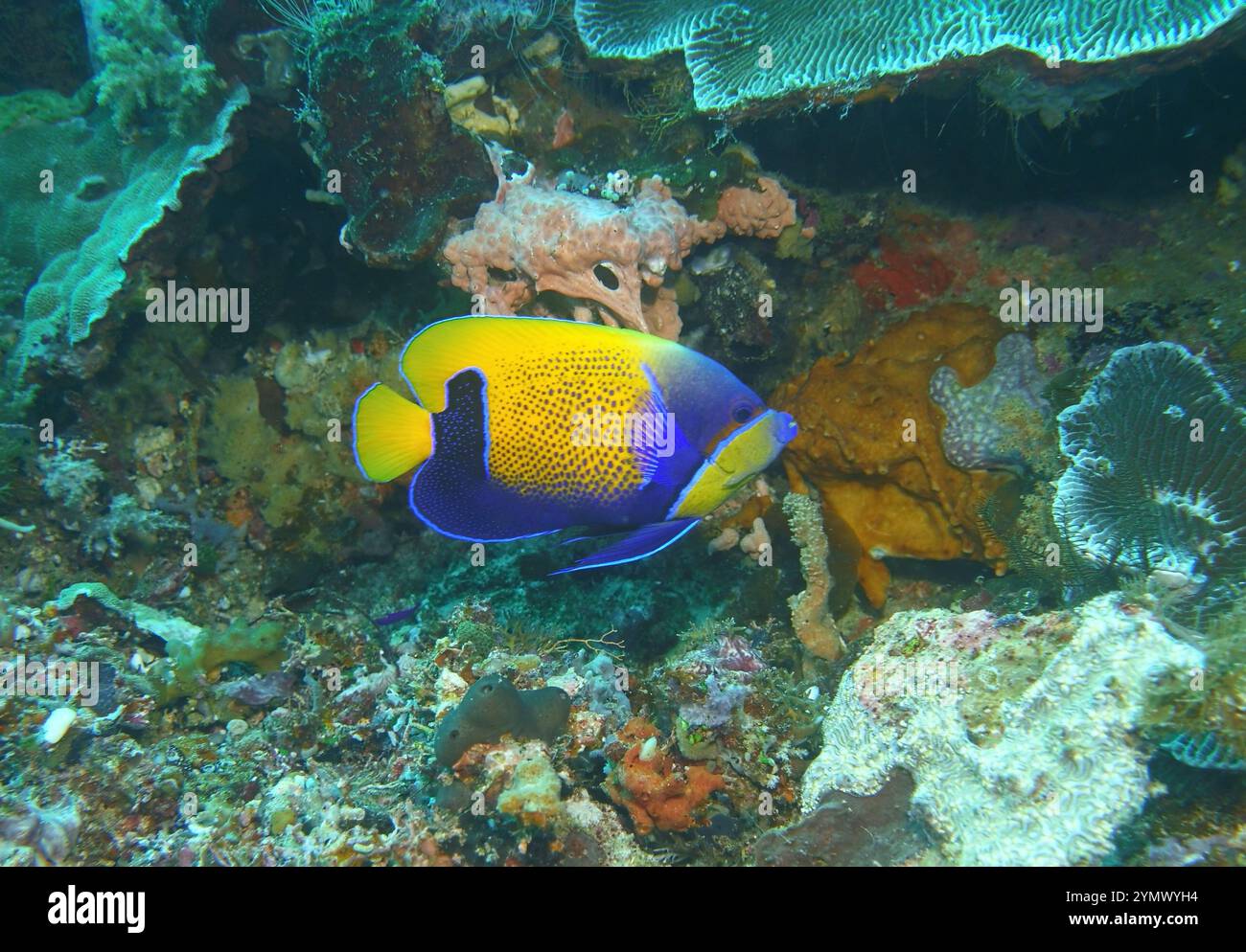 Angelfish, Deep Sea Exploration 2025. Pterophyllum is a small genus of ...