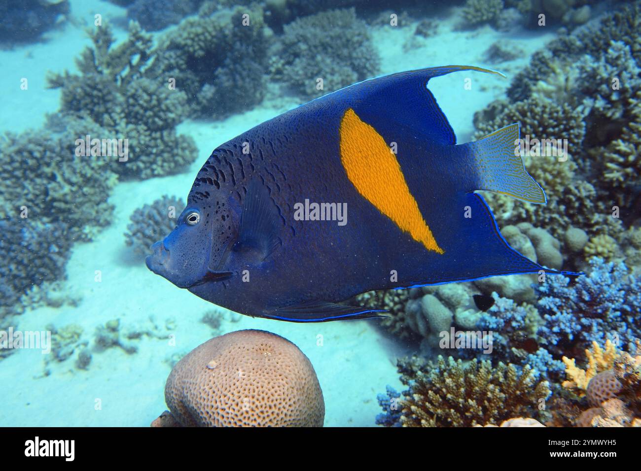 Angelfish, Deep Sea Exploration 2025. Pterophyllum is a small genus of ...