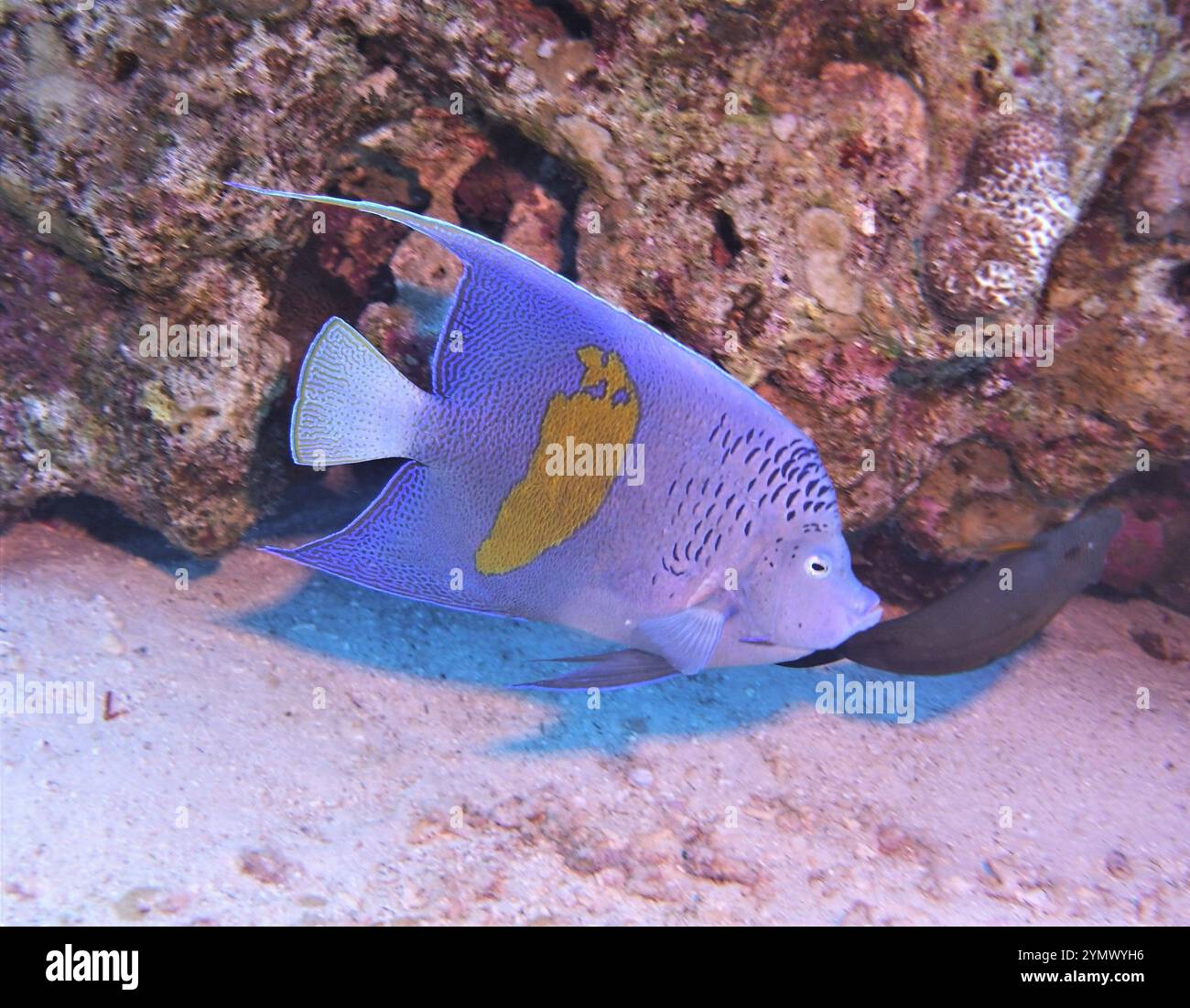 Angelfish, Deep Sea Exploration 2025. Pterophyllum is a small genus of ...