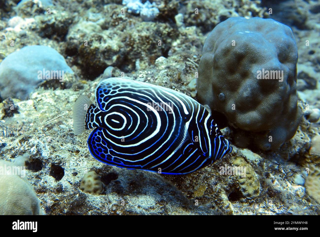 Angelfish, Deep Sea Exploration 2025. Pterophyllum is a small genus of ...