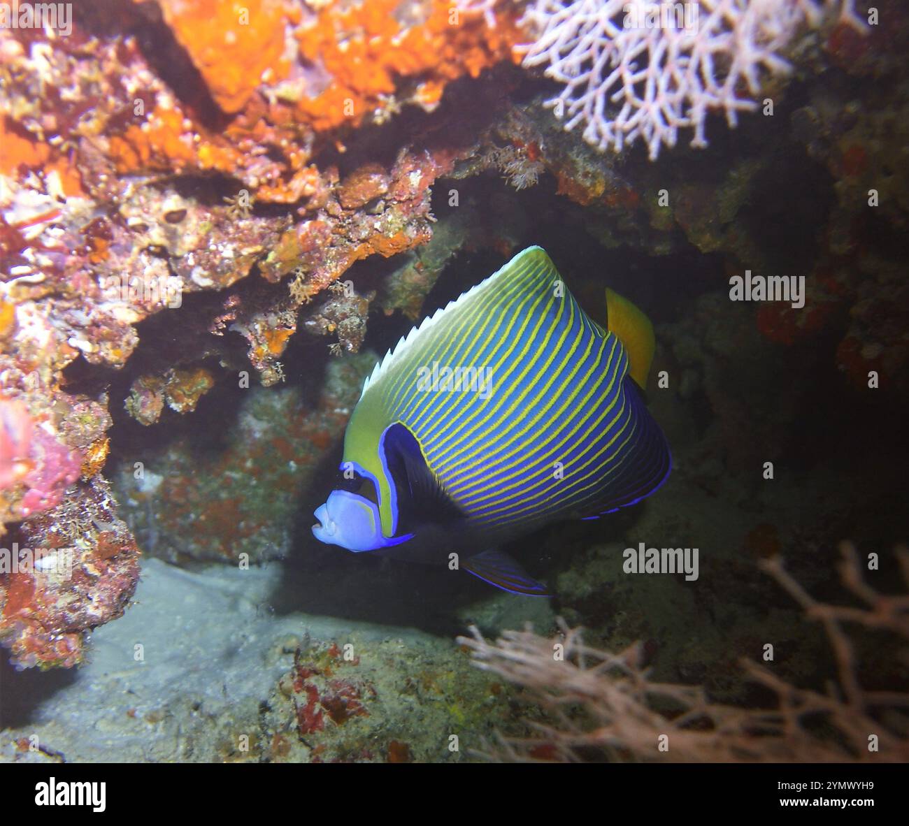 Angelfish, Deep Sea Exploration 2025. Pterophyllum is a small genus of ...