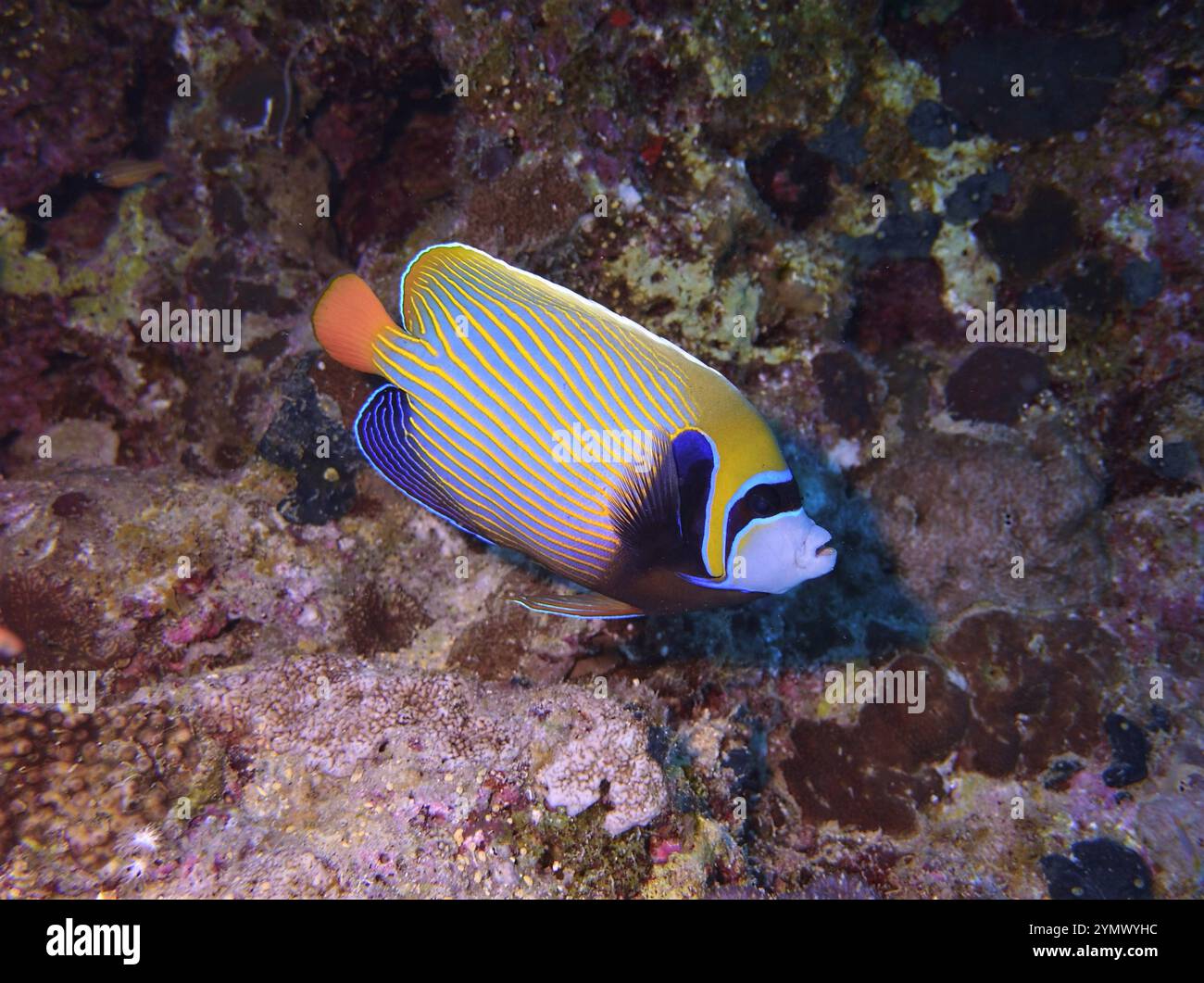 Angelfish, Deep Sea Exploration 2025. Pterophyllum is a small genus of ...