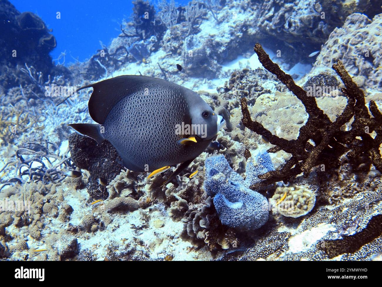 Angelfish, Deep Sea Exploration 2025. Pterophyllum is a small genus of ...