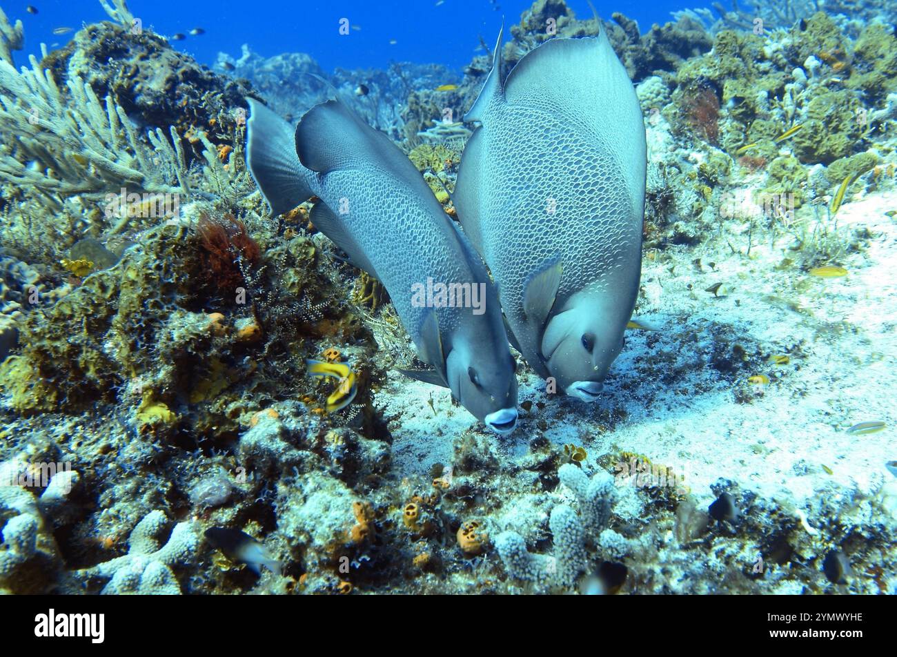 Angelfish, Deep Sea Exploration 2025. Pterophyllum is a small genus of ...