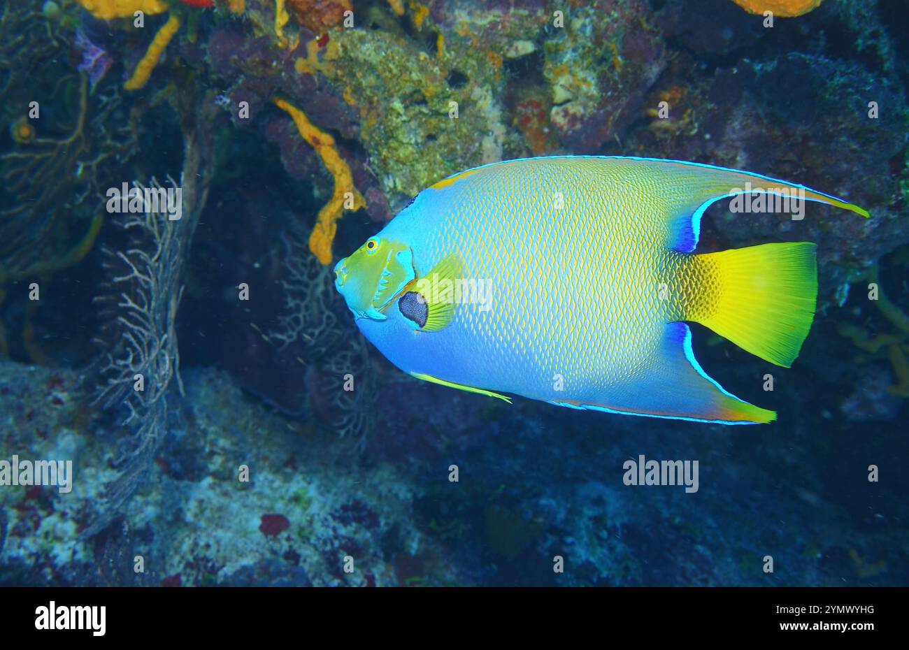 Angelfish, Deep Sea Exploration 2025. Pterophyllum is a small genus of ...