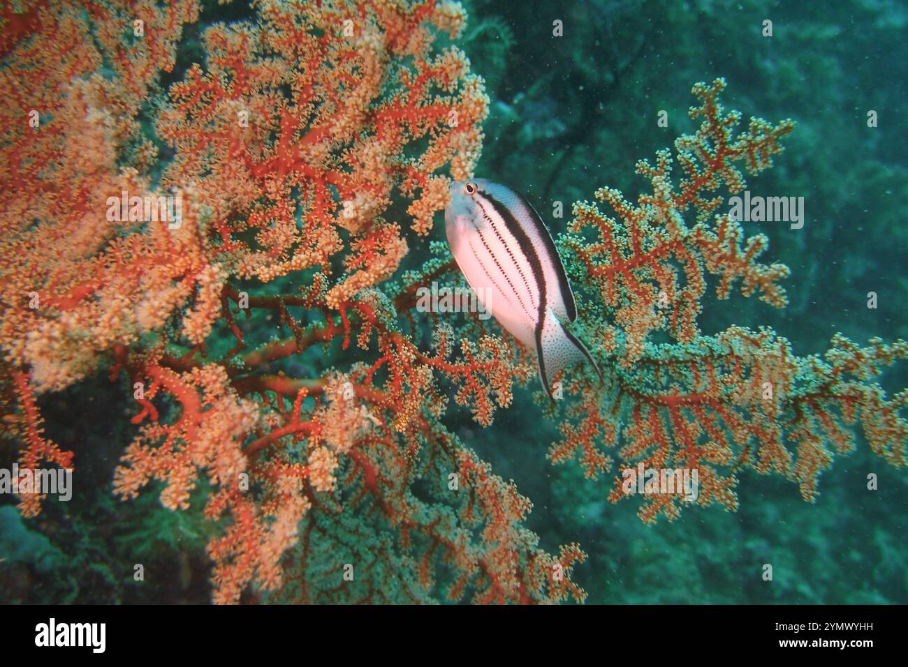 Angelfish, Deep Sea Exploration 2025. Pterophyllum is a small genus of ...