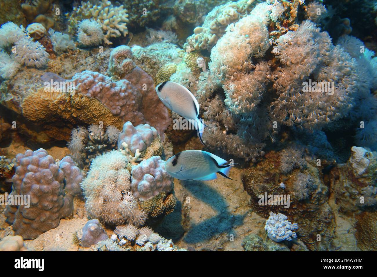 Angelfish, Deep Sea Exploration 2025. Pterophyllum is a small genus of ...