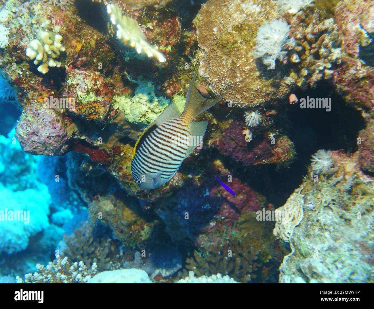 Angelfish, Deep Sea Exploration 2025. Pterophyllum is a small genus of ...