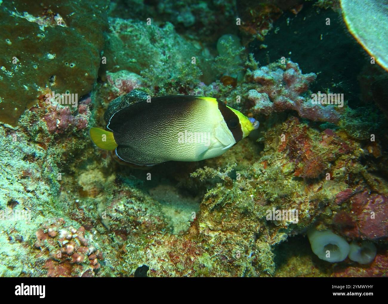 Angelfish, Deep Sea Exploration 2025. Pterophyllum is a small genus of ...