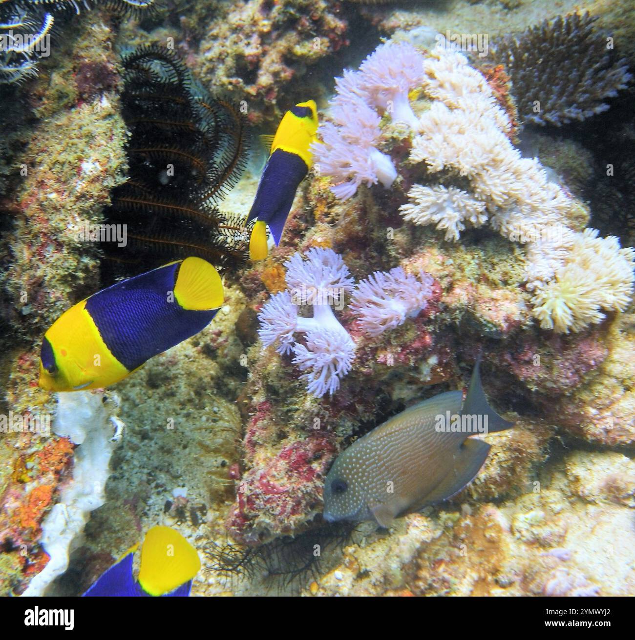 Angelfish, Deep Sea Exploration 2025. Pterophyllum is a small genus of ...