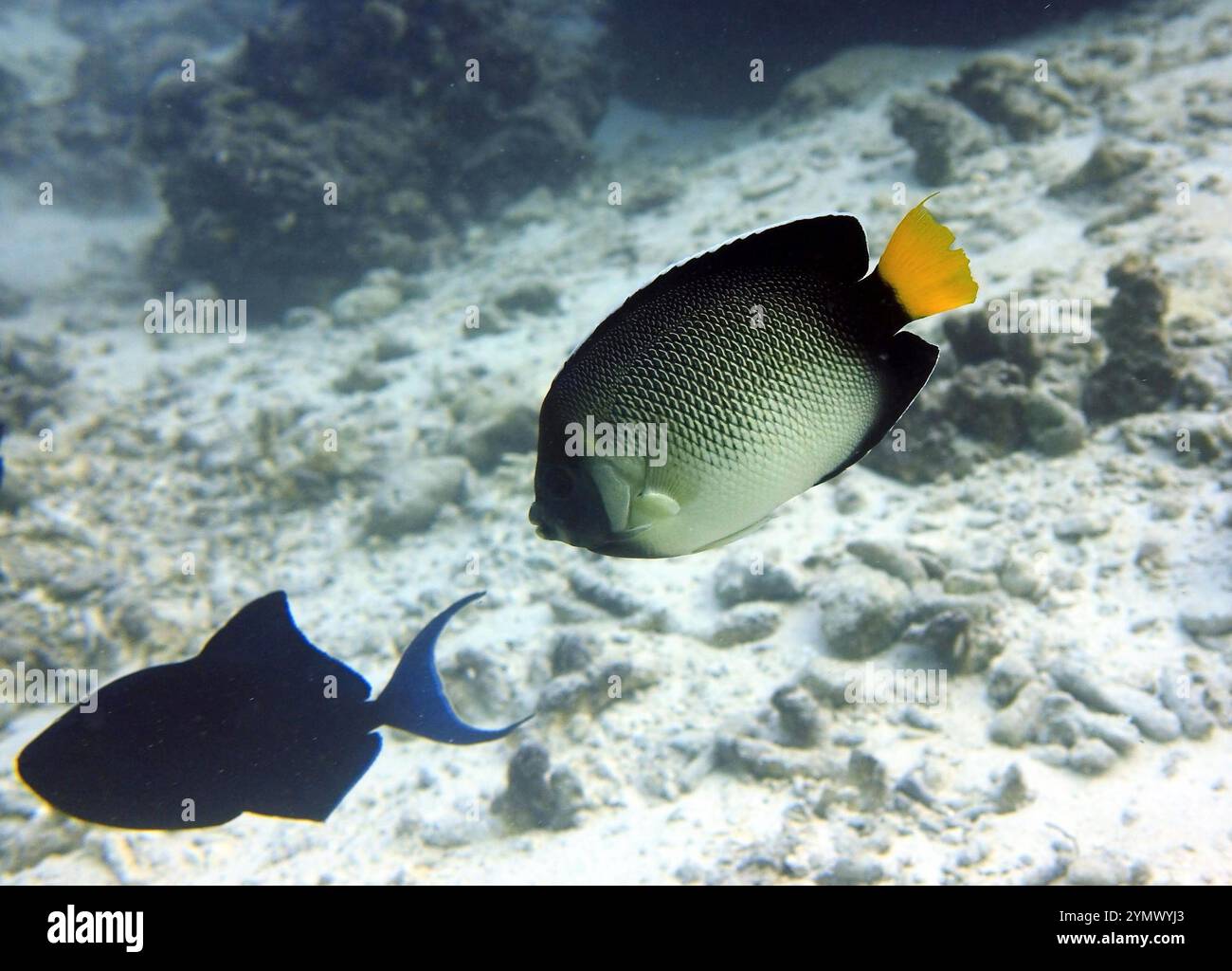 Angelfish, Deep Sea Exploration 2025. Pterophyllum is a small genus of ...